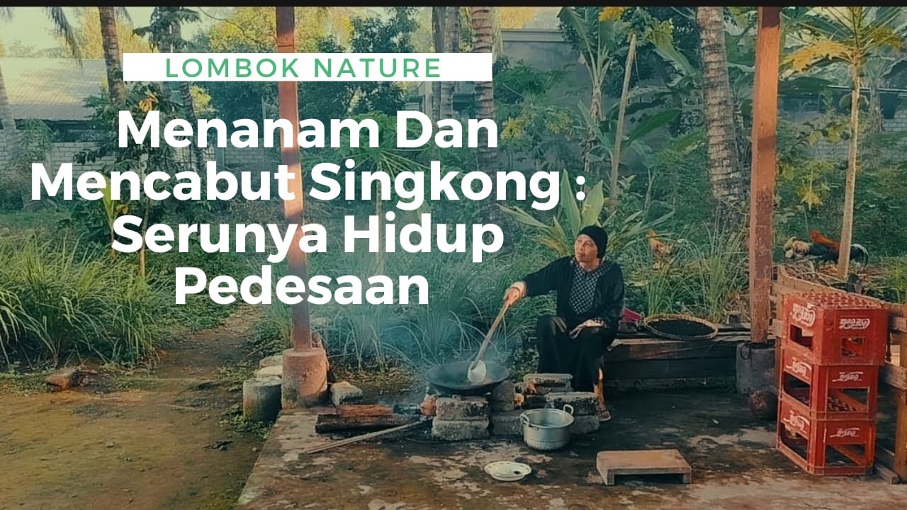 Digali Singkong Hidup! Pemandangan Kebun Desa yang Menakjubkan - YouTube