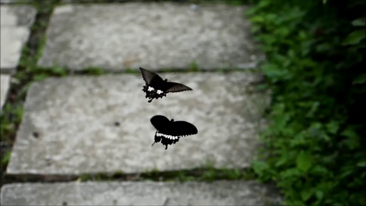 Butterfly 🦋🦋courtship dance#Slow-mo - YouTube