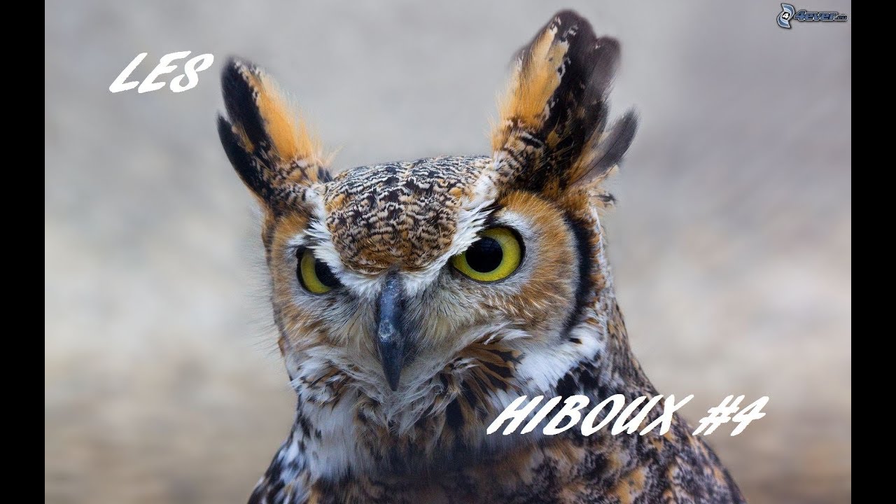 Les Hiboux #4 espèces méconnues - YouTube