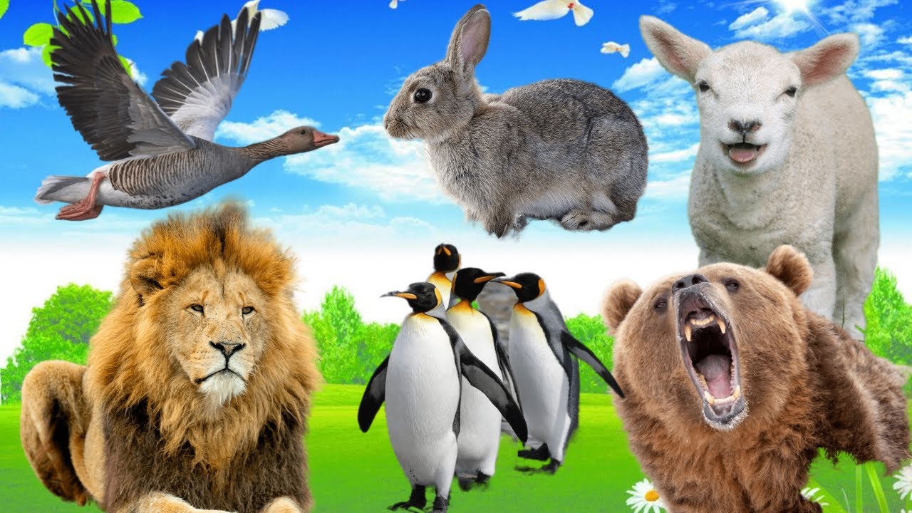 Unsurpassed Animals of Our Planet. Animal sounds. Boar, Orangutan ...