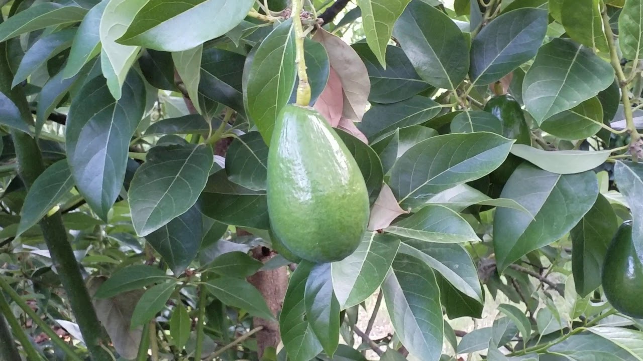 Texas Avocados - YouTube