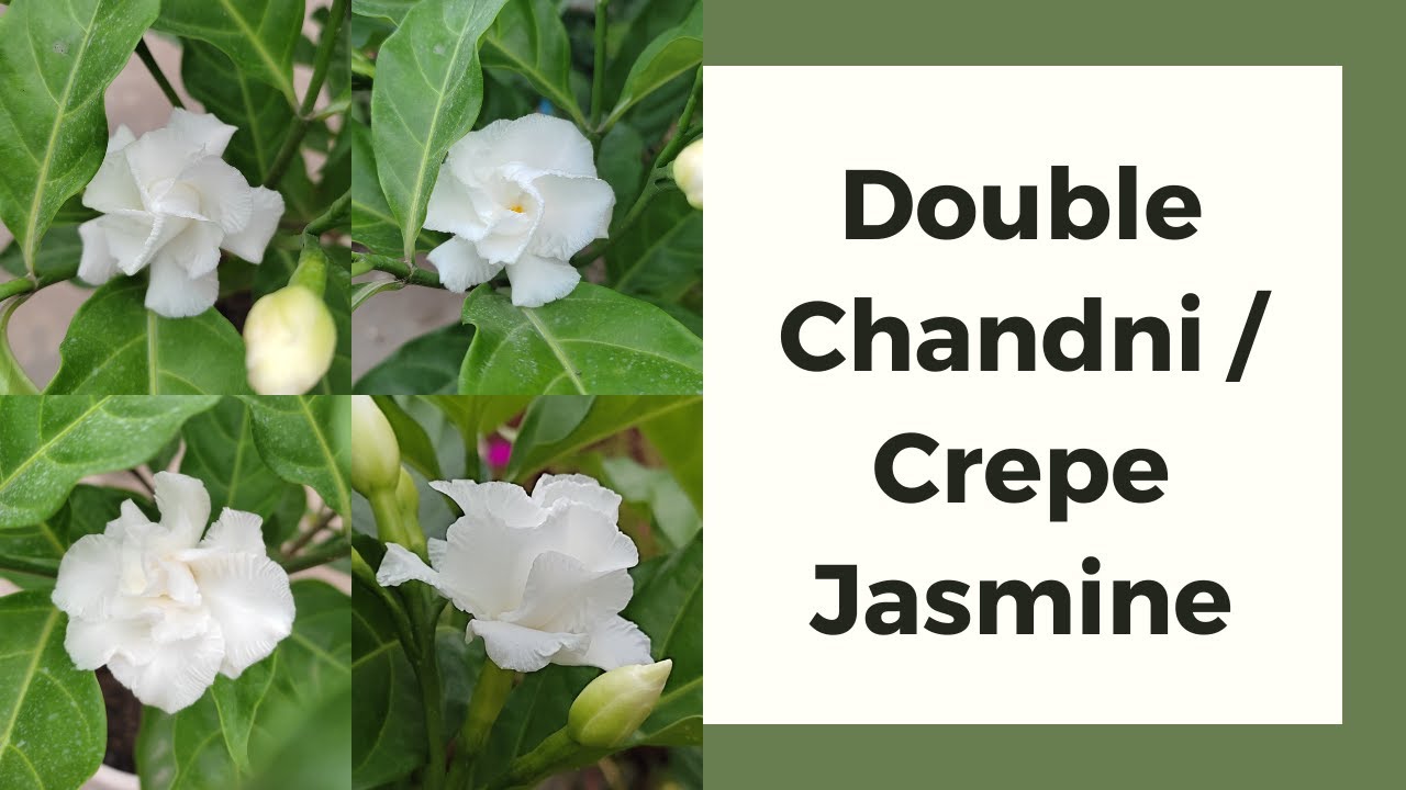 Grow DOUBLE CHANDNI in Pot using Cutting Method - YouTube