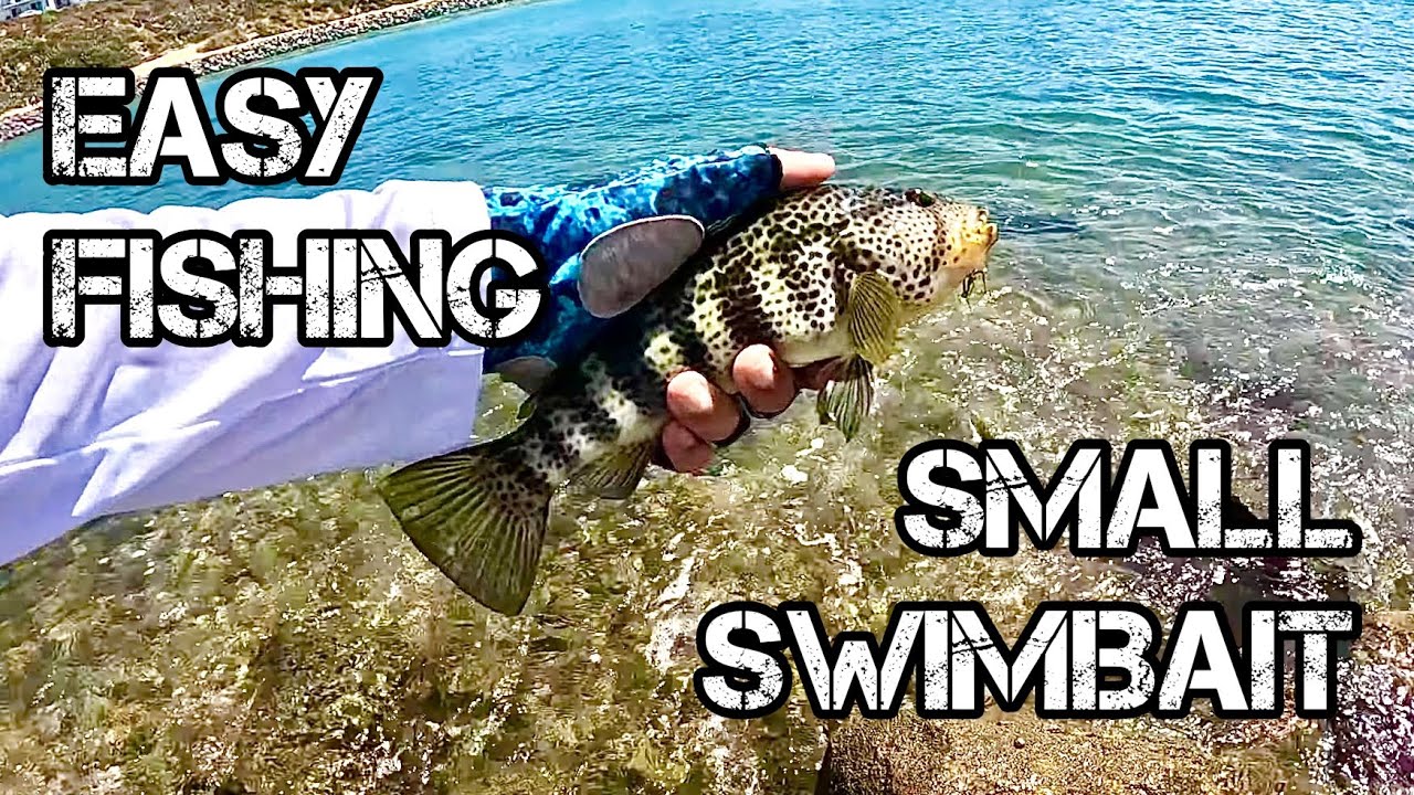 SPOTTED BAY BASS | Drop Shot FISHING | 3" KEITECH Easy Shiner - YouTube