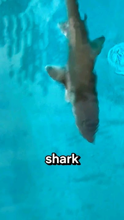 there's a SHARK in my POOL! - YouTube