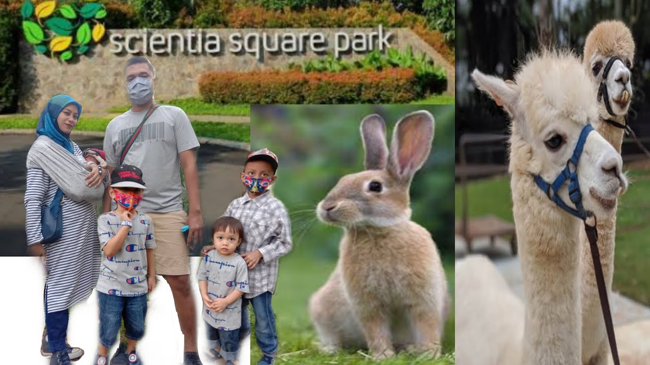 Kebun Binatang di SCIENTIA SQUARE Park | Mini Zoo - YouTube