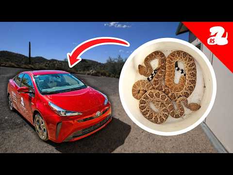 Why My Car is Always Full of Rattlesnakes