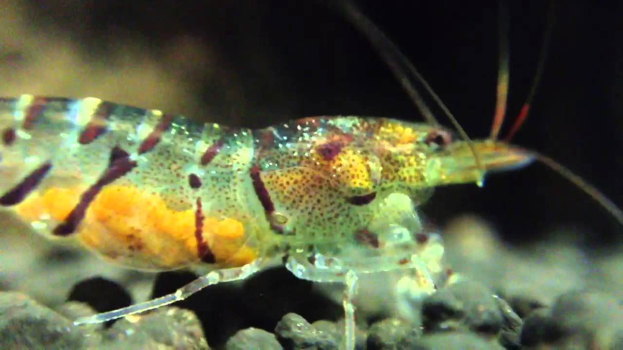 Berried Tiger Shrimp - Caridina cantonensis - YouTube
