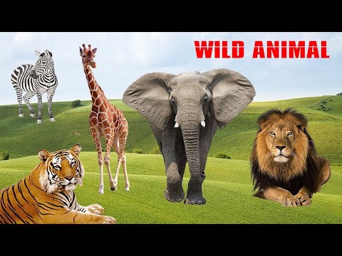 LEARN WILD ANIMALS SCHOOL NETWORK - YouTube