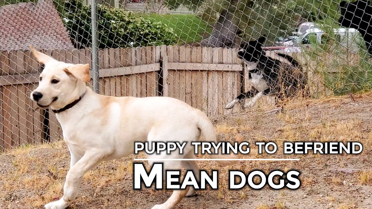 Puppy scared of neighbor dogs - YouTube