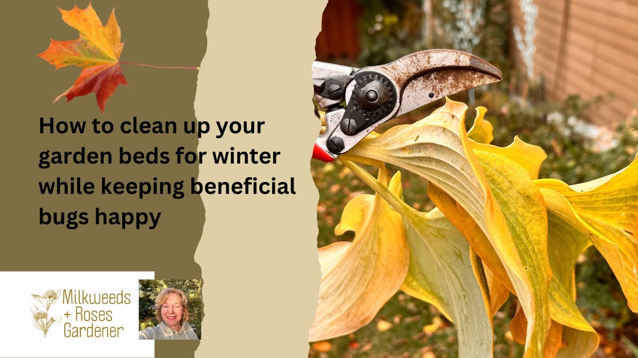 How to clean up your garden beds for winter but KEEP the good bugs in ...