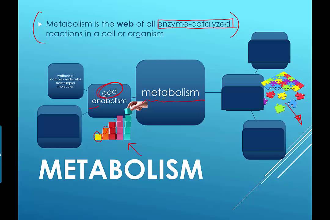 Metabolism Intro (2016) IB Biology - YouTube