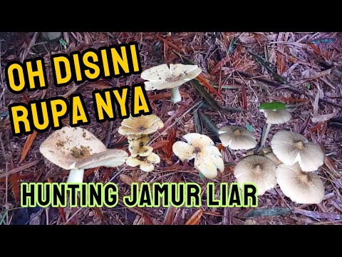 Hunting Jamur Liar, Jamur Barat dan Jamur Trucuk di pedesaan, Cari ...
