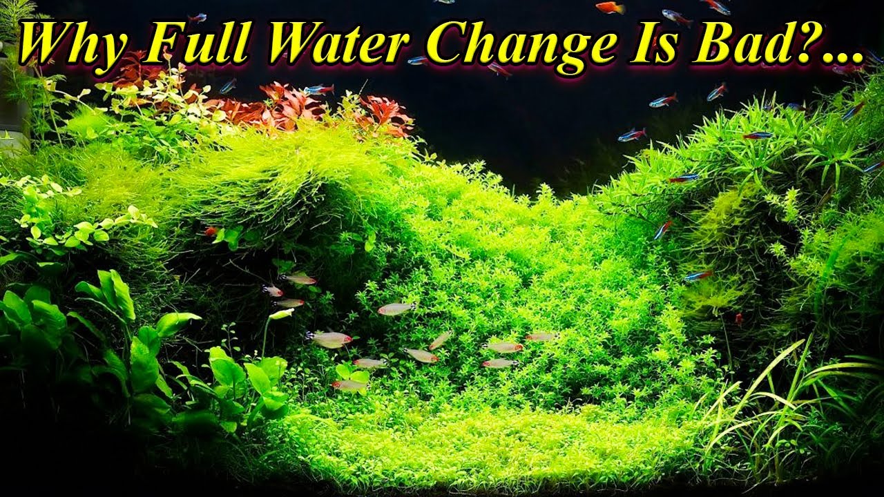Why Full Water Change Is Bad For Aquarium Fishes?... Problems And ...