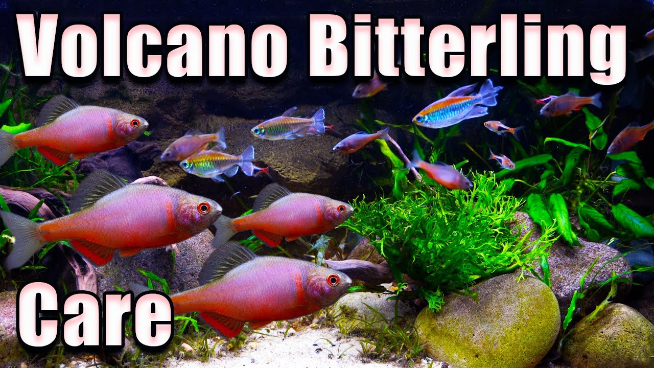 This Fish Will Be The STAR of Your Aquarium: Volcano Bitterling Barb ...