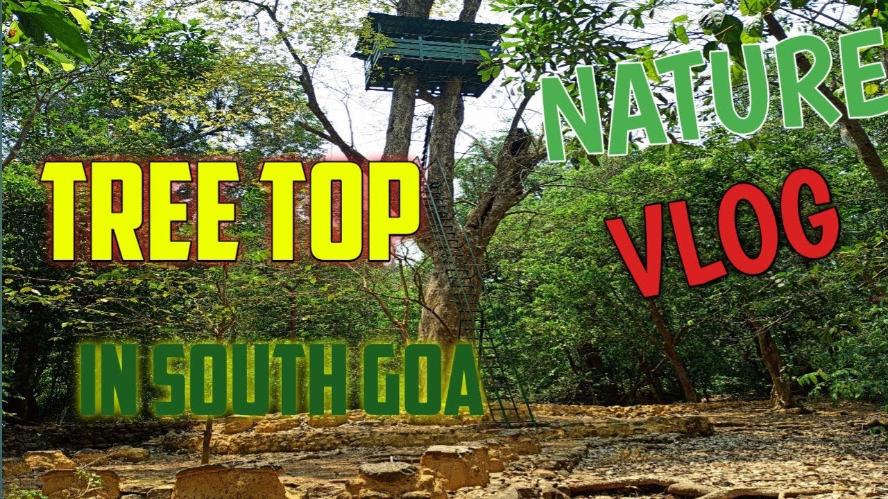 Nature Vlog Of South Goa tree top at Khotigao Wildlife Sanctuary. - YouTube