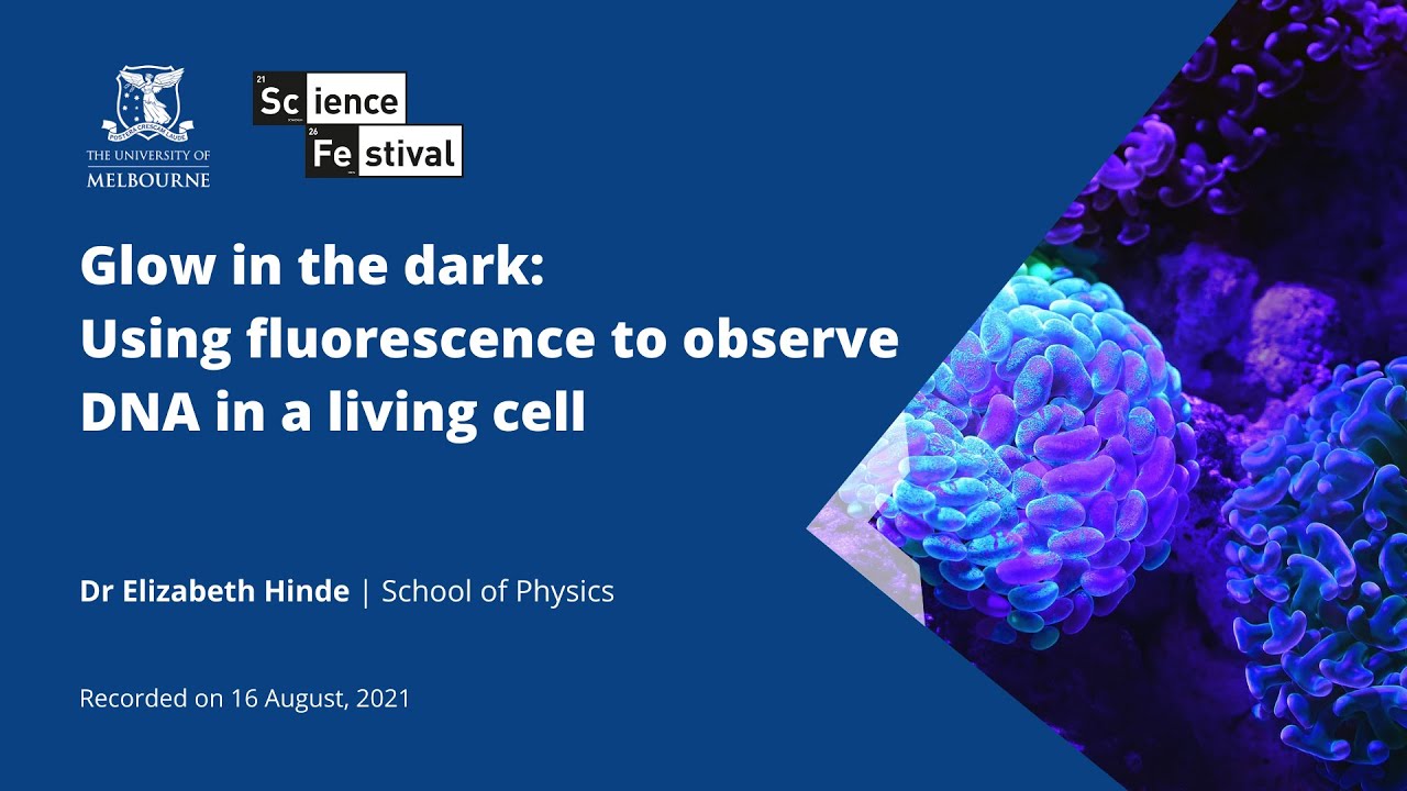 Glow in the dark: Using fluorescence to observe DNA in a living cell ...