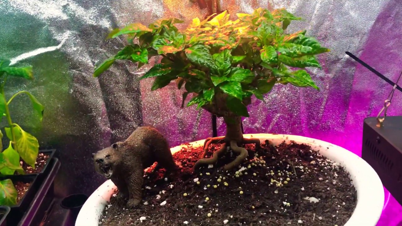 How to grow a bonchi 2020 update - YouTube