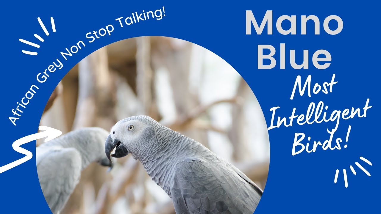 Mano & Blue - African Grey Parrots talking for 47 minutes straight ...