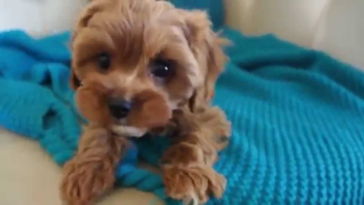 Cavoodle - Australia's Home of Toy Cavoodles - Pocket Puppies - Sugar's ...