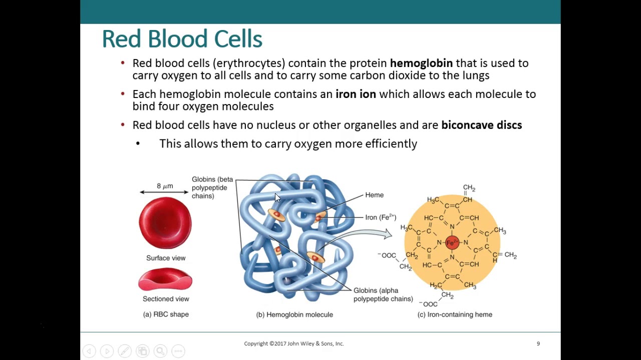 2. Erythropoiesis and polycythemia - YouTube