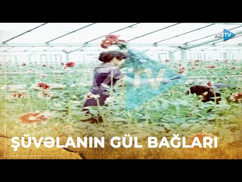 Güllü-çiçəkli Şüvəlan illər əvvəl - \