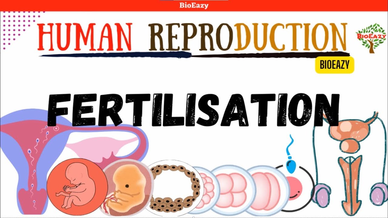 Human reproduction | Fertilisation | Fallopian tube | Ampula region ...