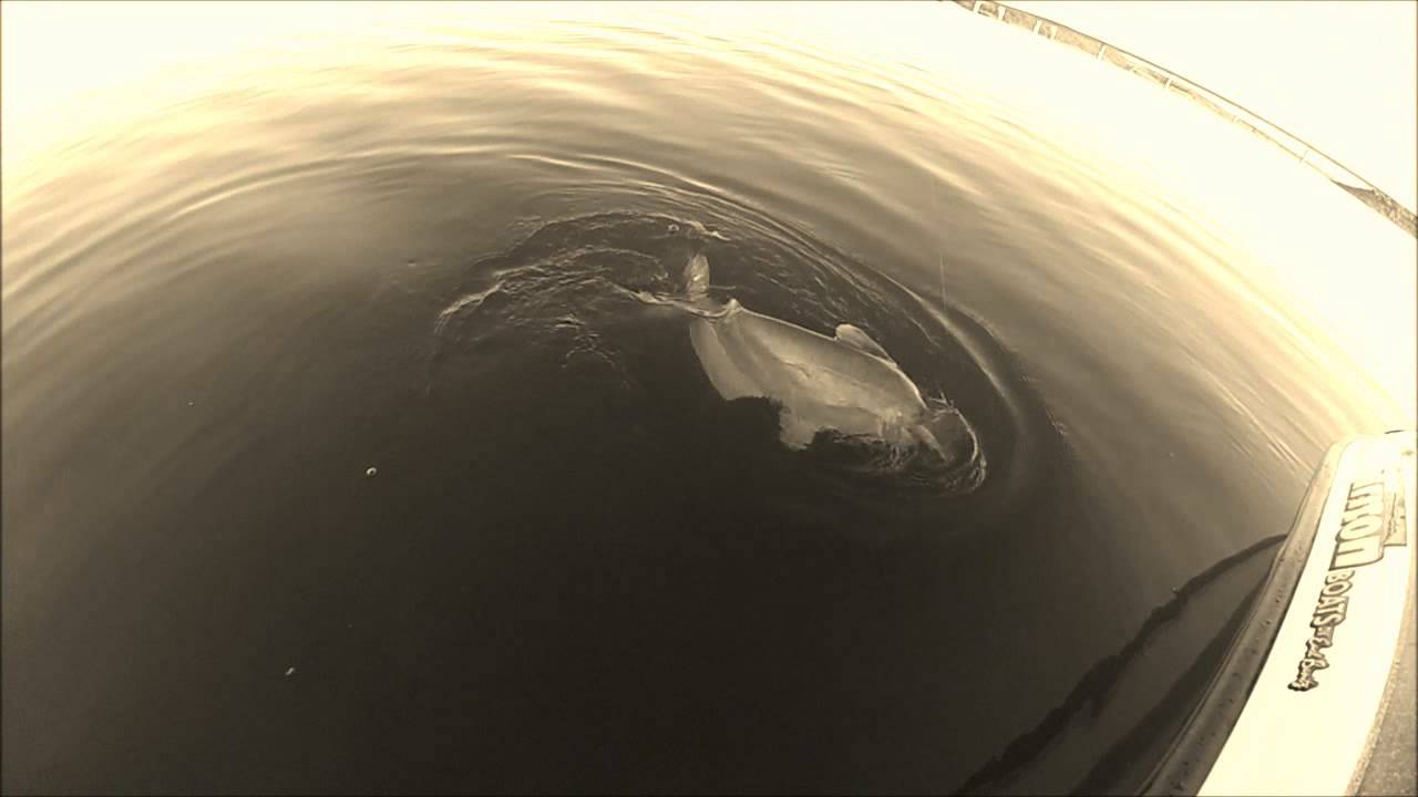 15lb catfish from Kaw Lake - YouTube