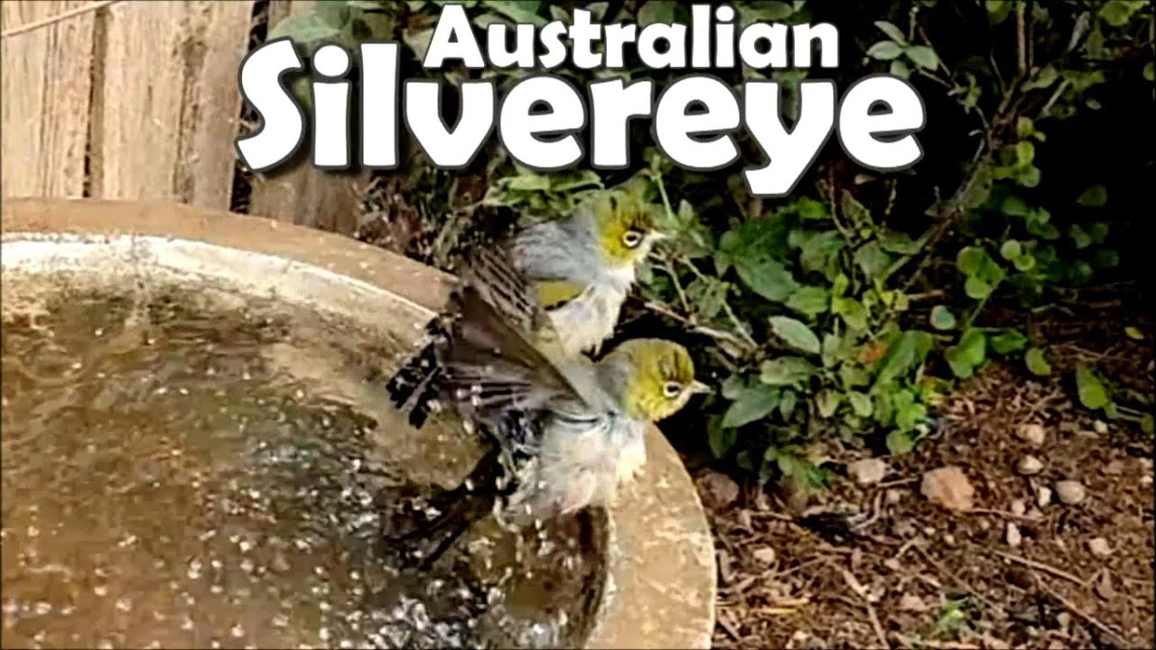 Australian Silvereye Bird - YouTube