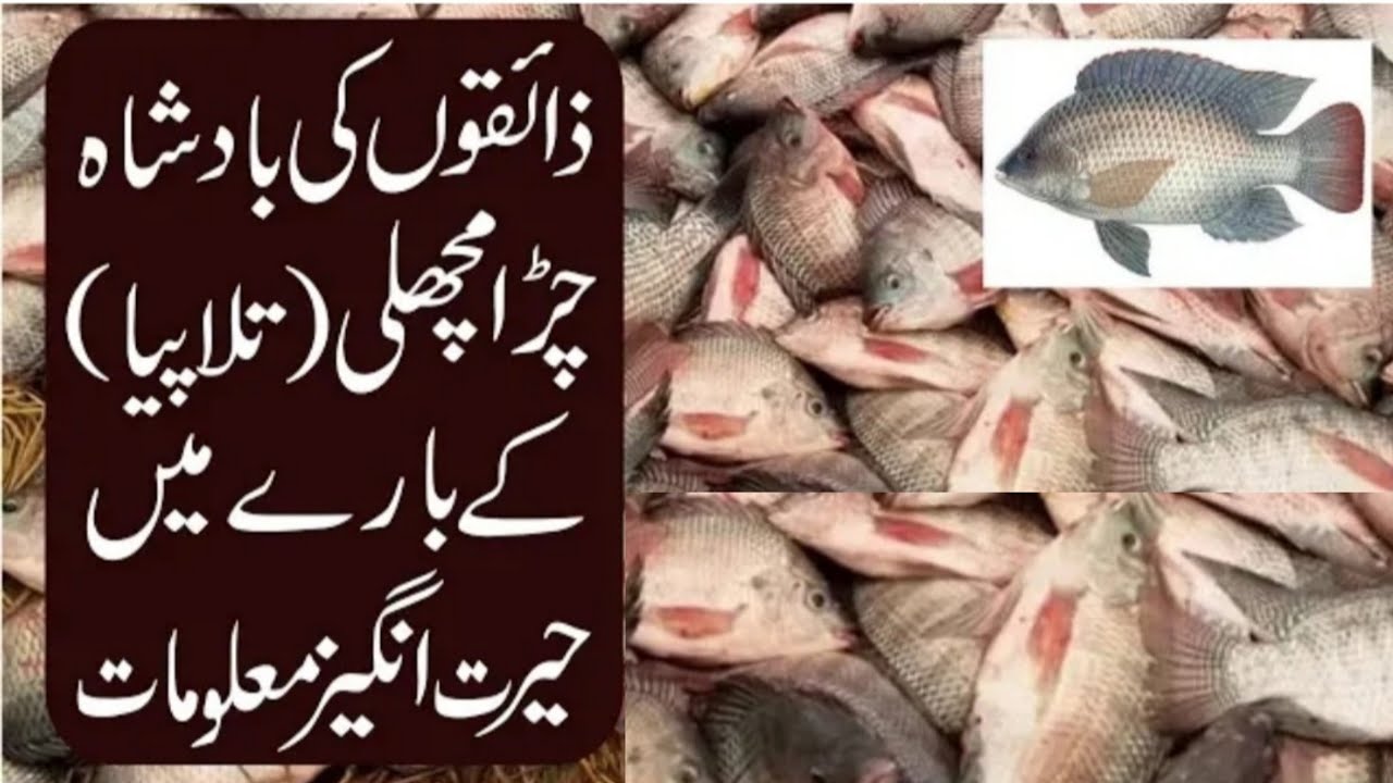 introduction to tilapia fish farming|market of tilapia fish|Rahim yar ...