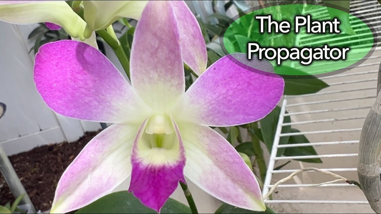 Another Orchid Mystery Dammit! - YouTube