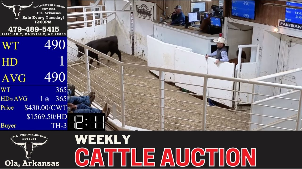 April 15, 2025 – Cattle Auction at Ola Livestock Auction | Ola ...