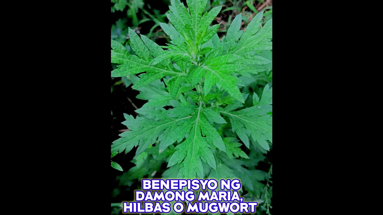 Damong Maria o Hilbas o Wormwood o mugwort Benefits - YouTube