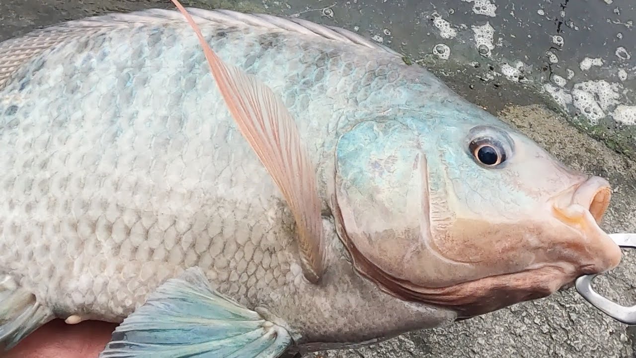 (高雄休閒池)自家園休閒池，屬於台灣的特色，釣台灣鯛!│好想釣魚 Eager to fish - YouTube