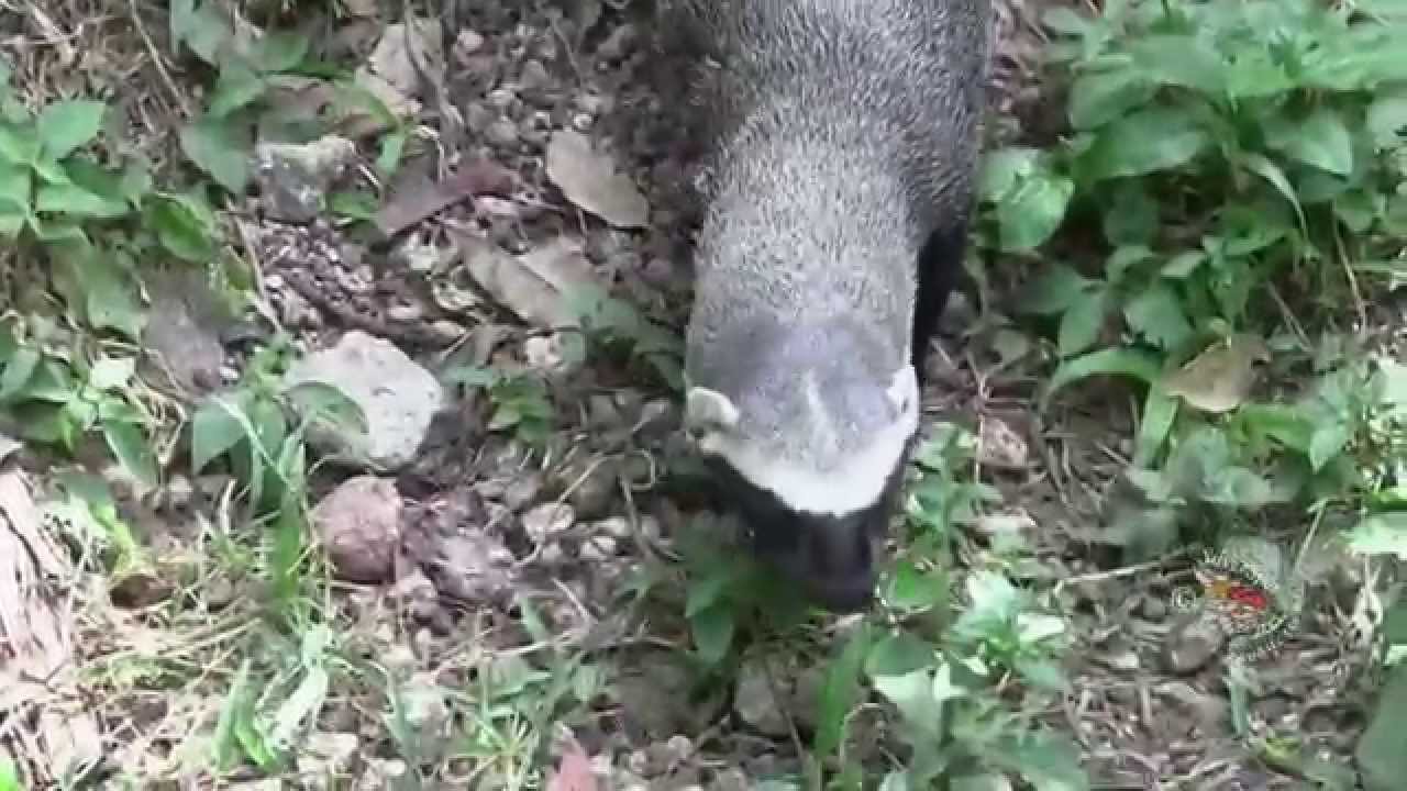 The Greater Grison - YouTube