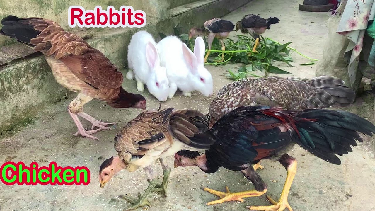 Rabbits and Chicken Living Together - Pets and Animals Planet - YouTube