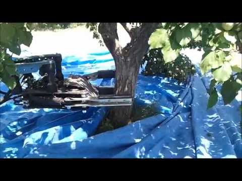Kadıoğlu -Spedo Ağaç Hasat Makinası Kayısı Videosu