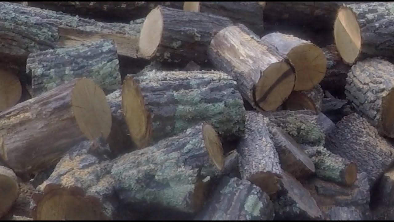 Splitting oak logs in the wood yard - YouTube