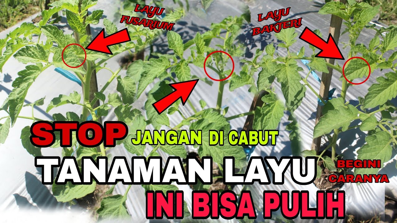 IDE KREATIF | Cara Merawat Tanaman Tomat " Agar Terhindar Dari Mati ...