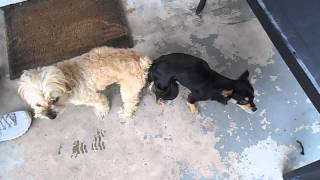 Can Humans Get Stuck Together Like Dogs