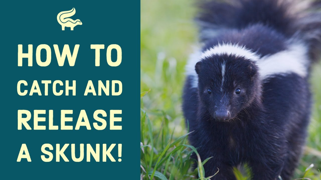 How to Catch a Skunk - YouTube