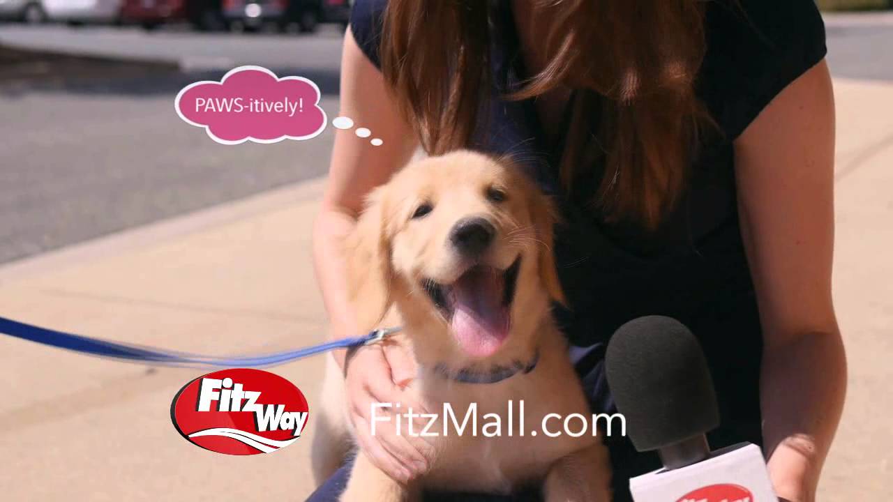 FitzMall | Dog Approved - YouTube
