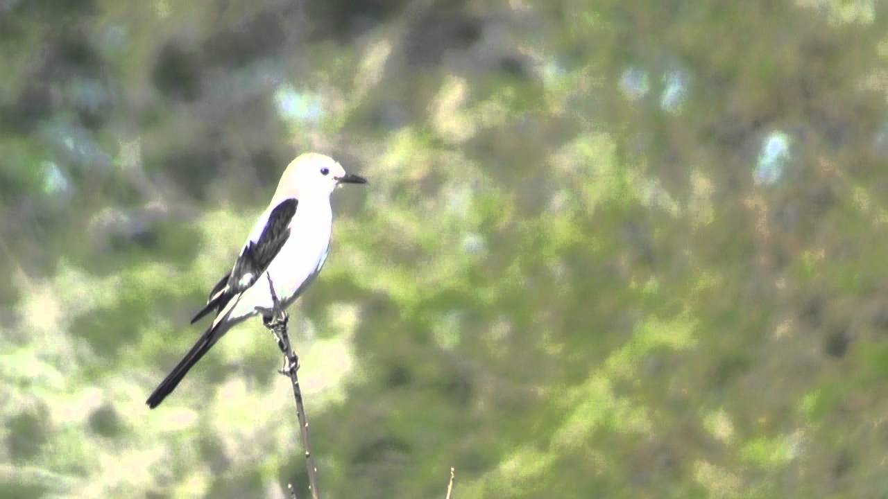 Monjita dominicana ( Xolmis dominicanus) - YouTube