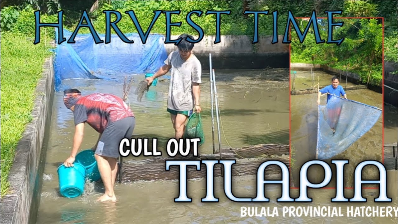 Bulala, Bayabas, Sablan, Benguet- eharvest ang Cull na Tilapia - YouTube