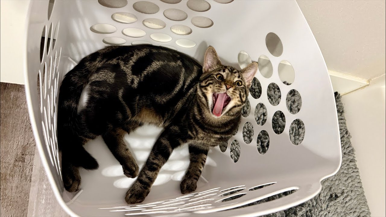 Noah The Cat is live! - YouTube