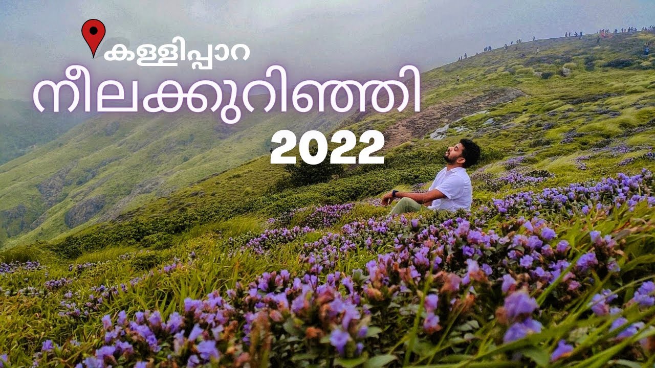 Neelakurinji at Kallipara 🔥 നീലക്കുറിഞ്ഞി കാണാൻ പോവാം #kallipara # ...