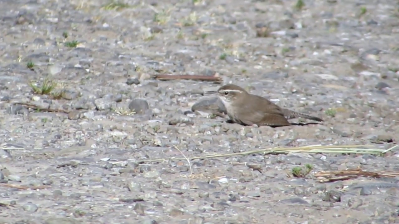 Bewick's Wren dust bath - YouTube