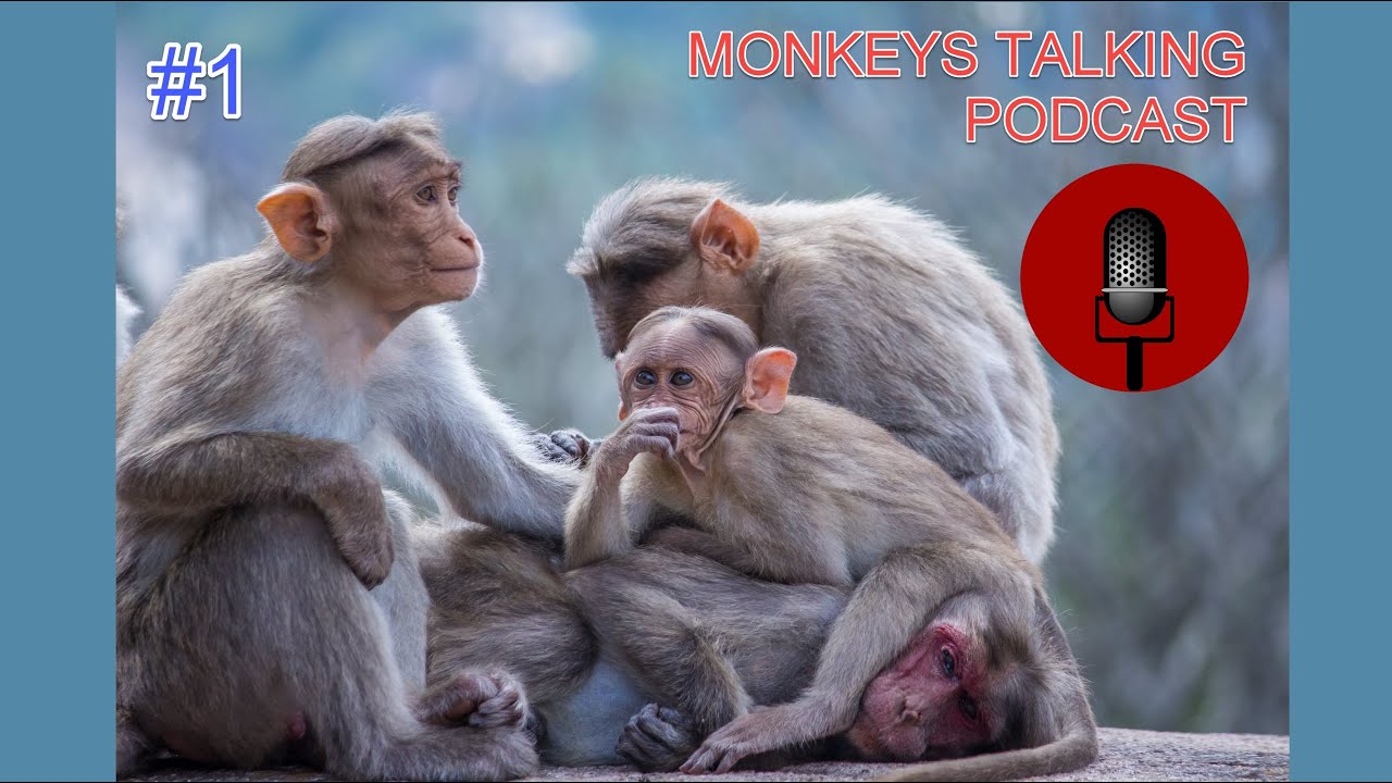 Monkeys Talking Podcast | Episode 1 - YouTube