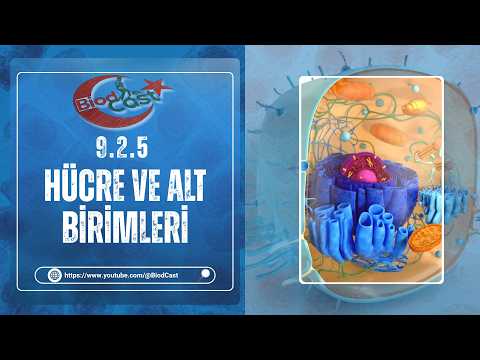 9.2.5 HÜCRE VE ALT BİRİMLERİ (TYMM) SUNU