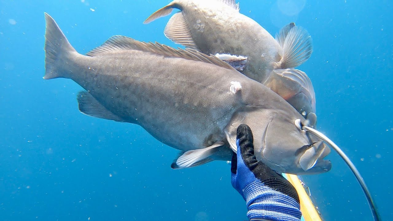 Spearfishing Gag Grouper in SW FL - YouTube
