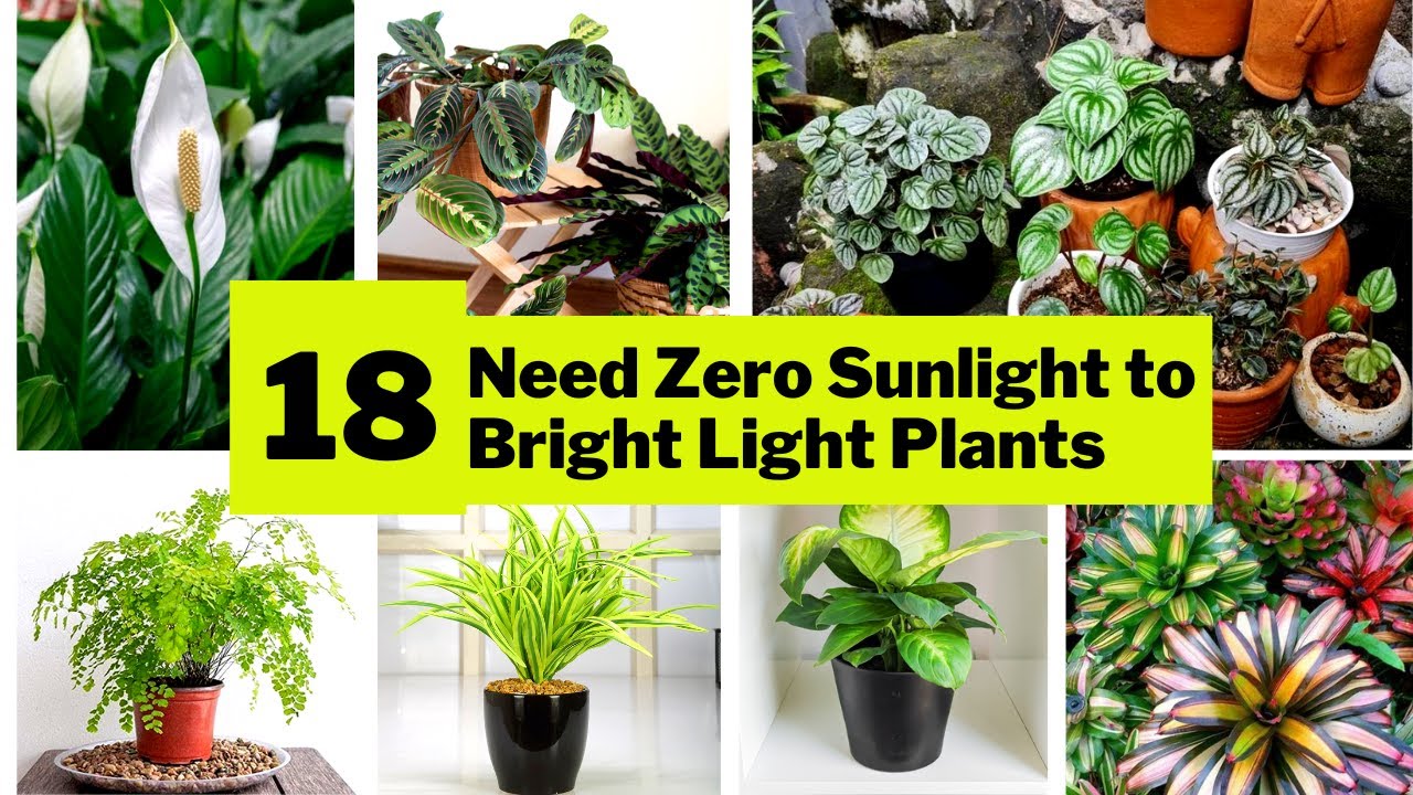 18 Best Indoor Low Light Houseplants Needs Zero Sunlight to Bright ...